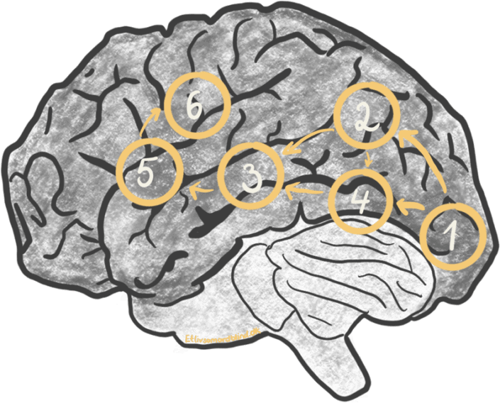 Hvordan virker den ordblinde hjerne? - Bliv klogere her