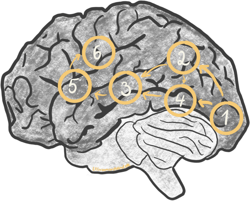 Hvordan virker den ordblinde hjerne? - Bliv klogere her